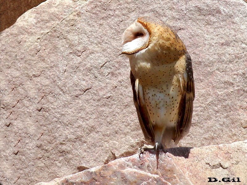LECHUZA DE CAMPANARIO (Tyto alba)